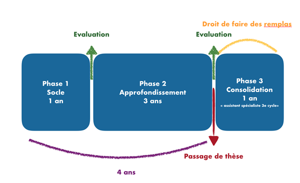Phases de l'internat - AJAR Paris - IDF